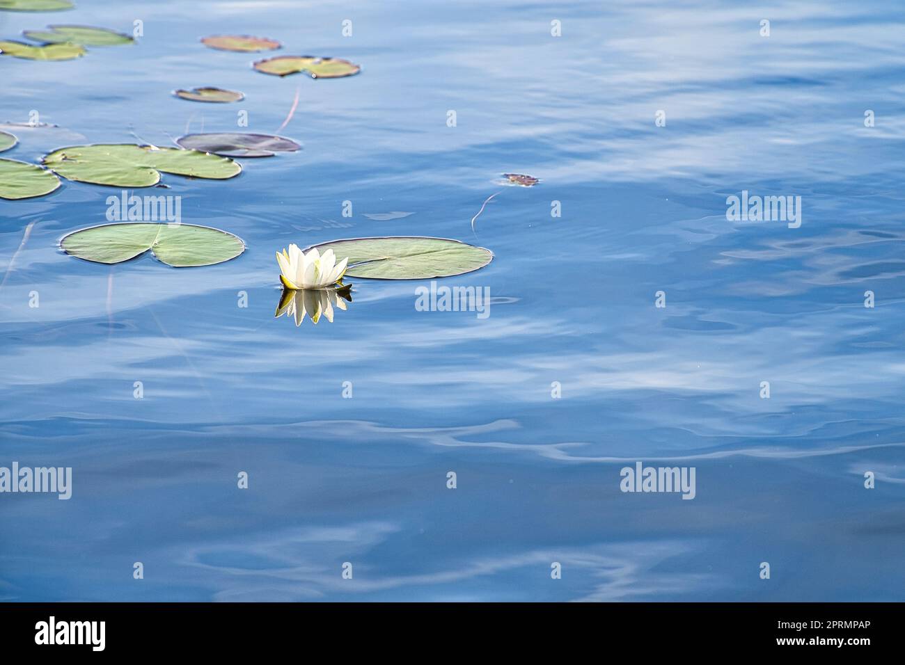 on a lake in Sweden in Smalland. Water lily field with white flowers ...