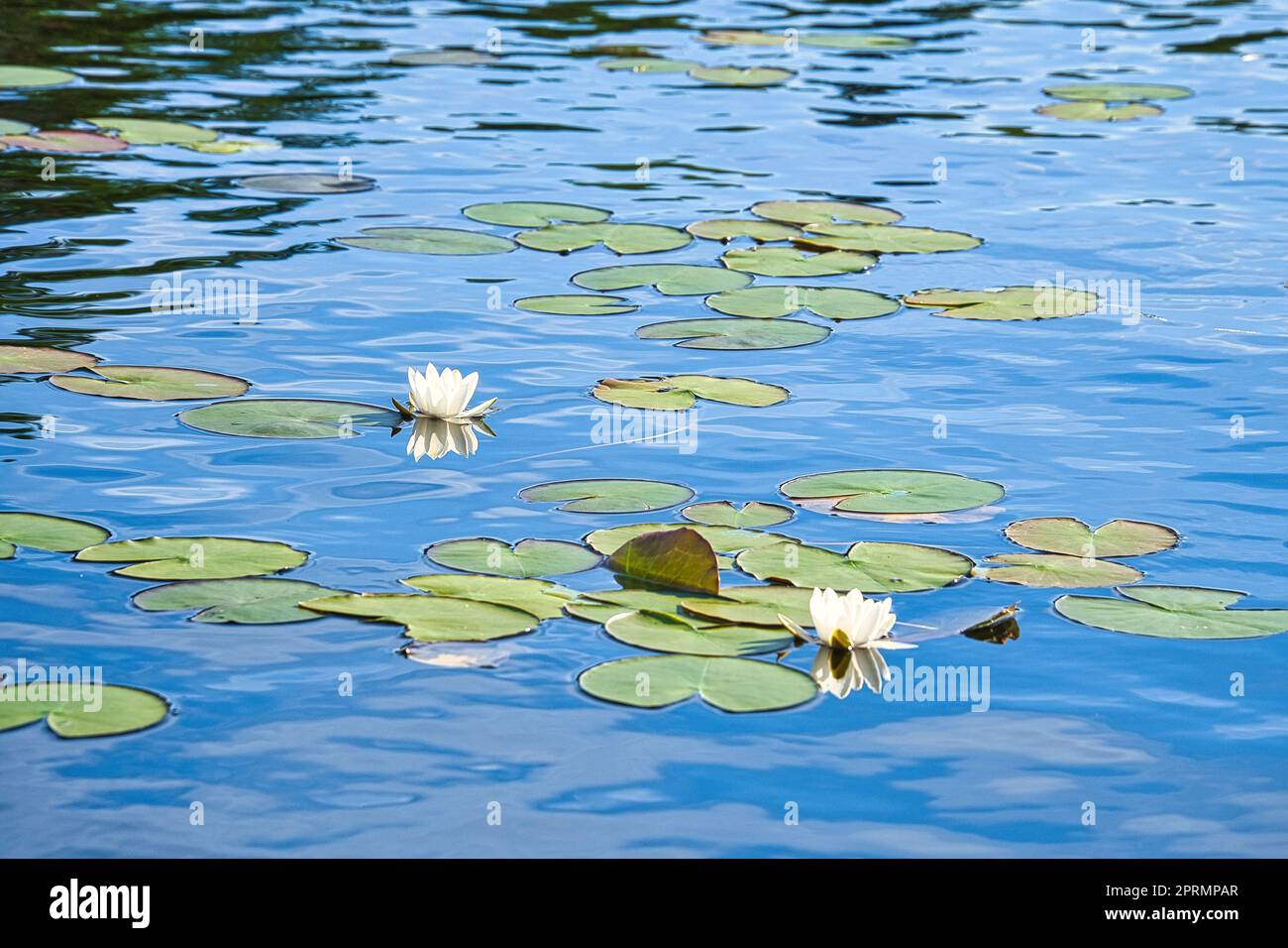 on a lake in Sweden in Smalland. Water lily field with white flowers ...