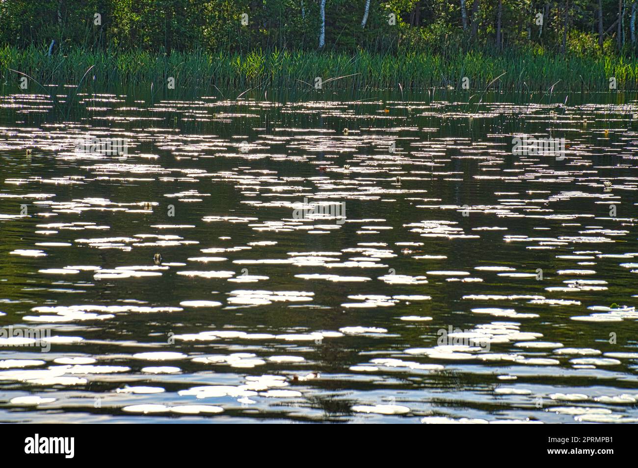 on a lake in Sweden in Smalland. Water lily field, blue water, sunny ...