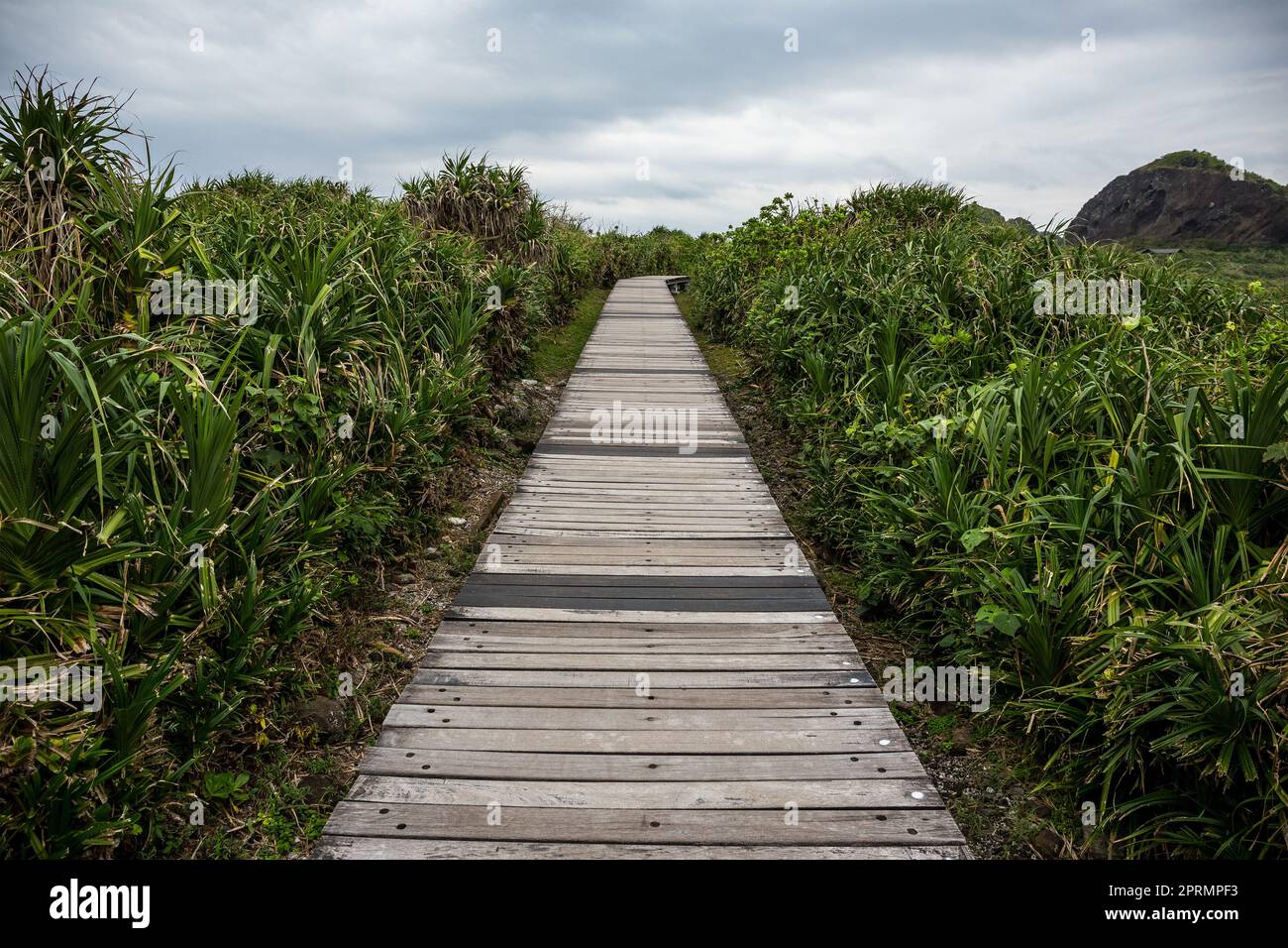 Wooden walkway path in forest Stock Photo - Alamy