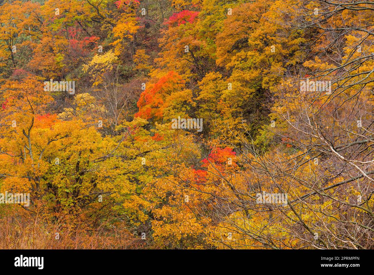 Autumn forest with beautiful colorful tree Stock Photo - Alamy