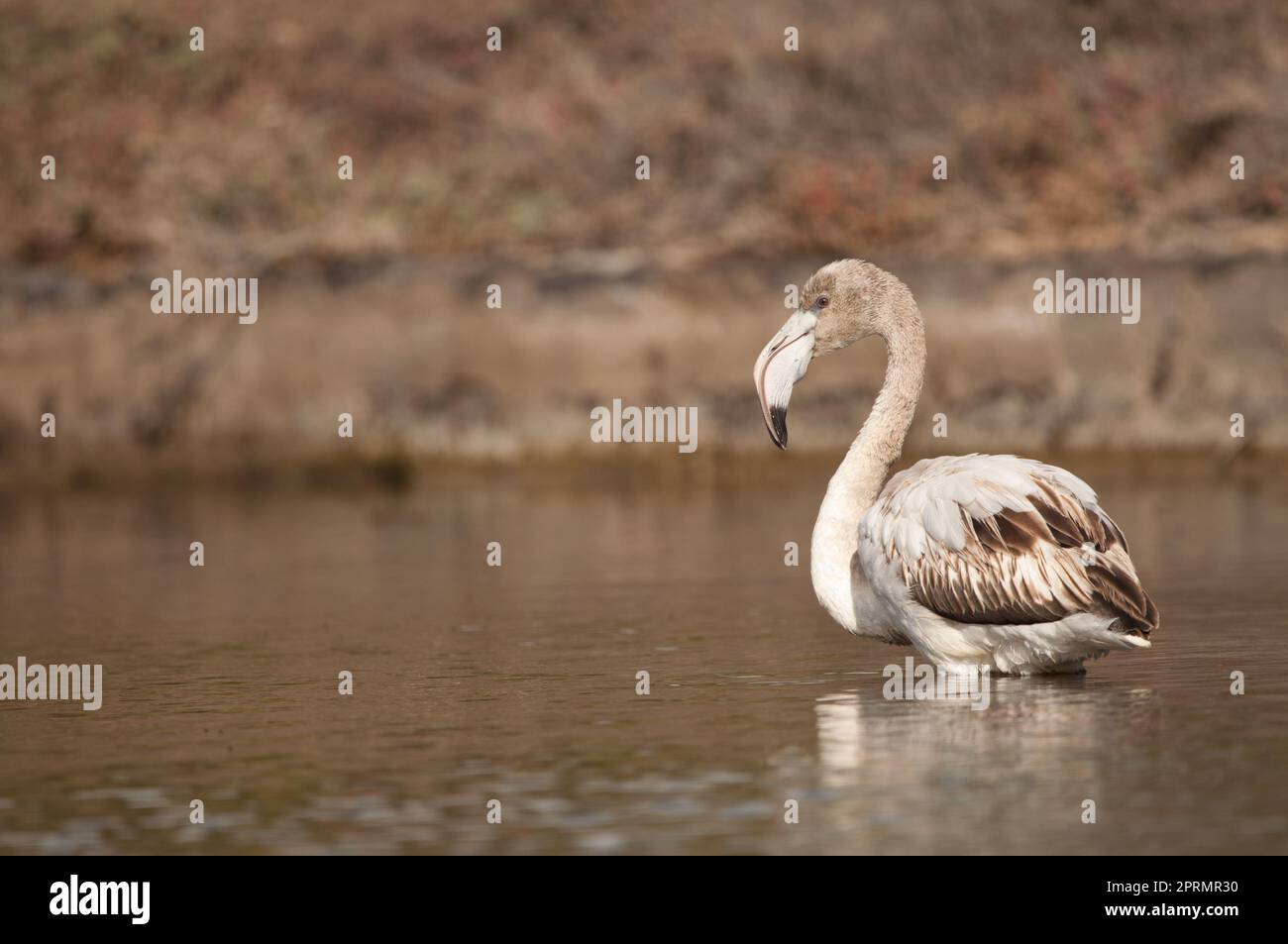 Flamingo juvenile wildlife hi-res stock photography and images - Alamy