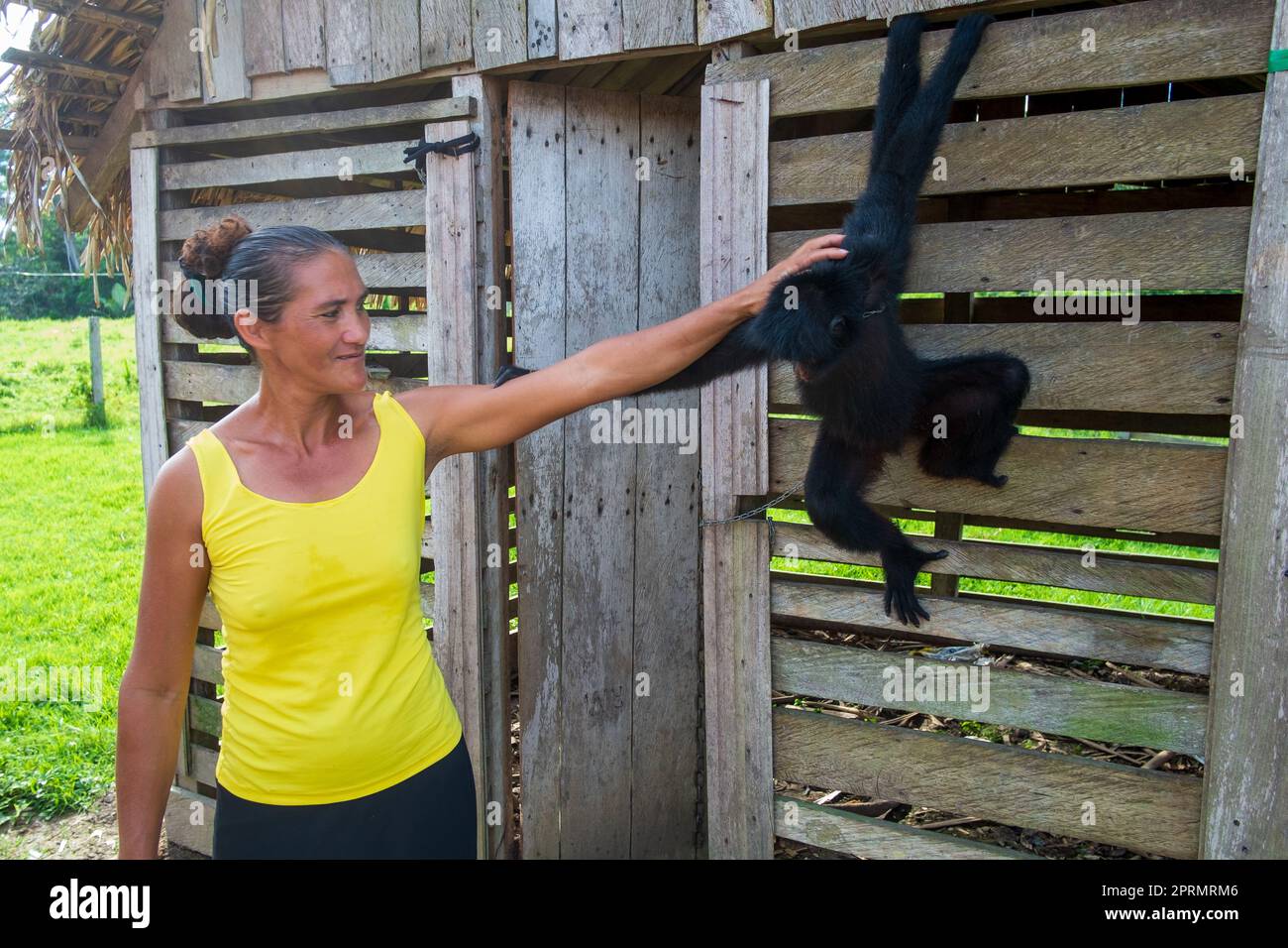 Captured Spider Monkey kept as pet and sold Stock Photo - Alamy