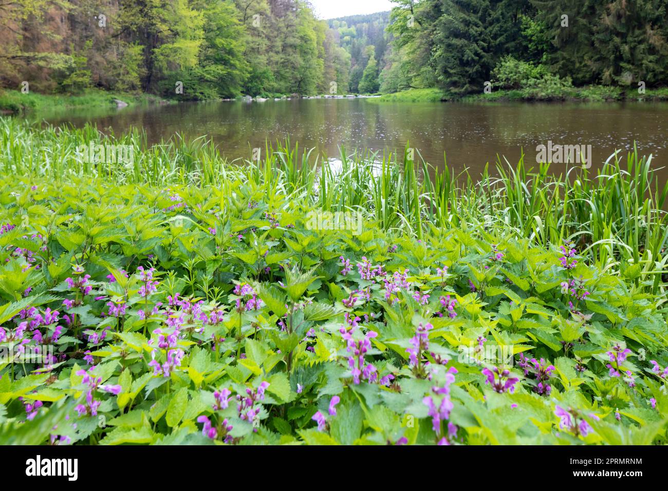 Sazava river hi-res stock photography and images - Alamy