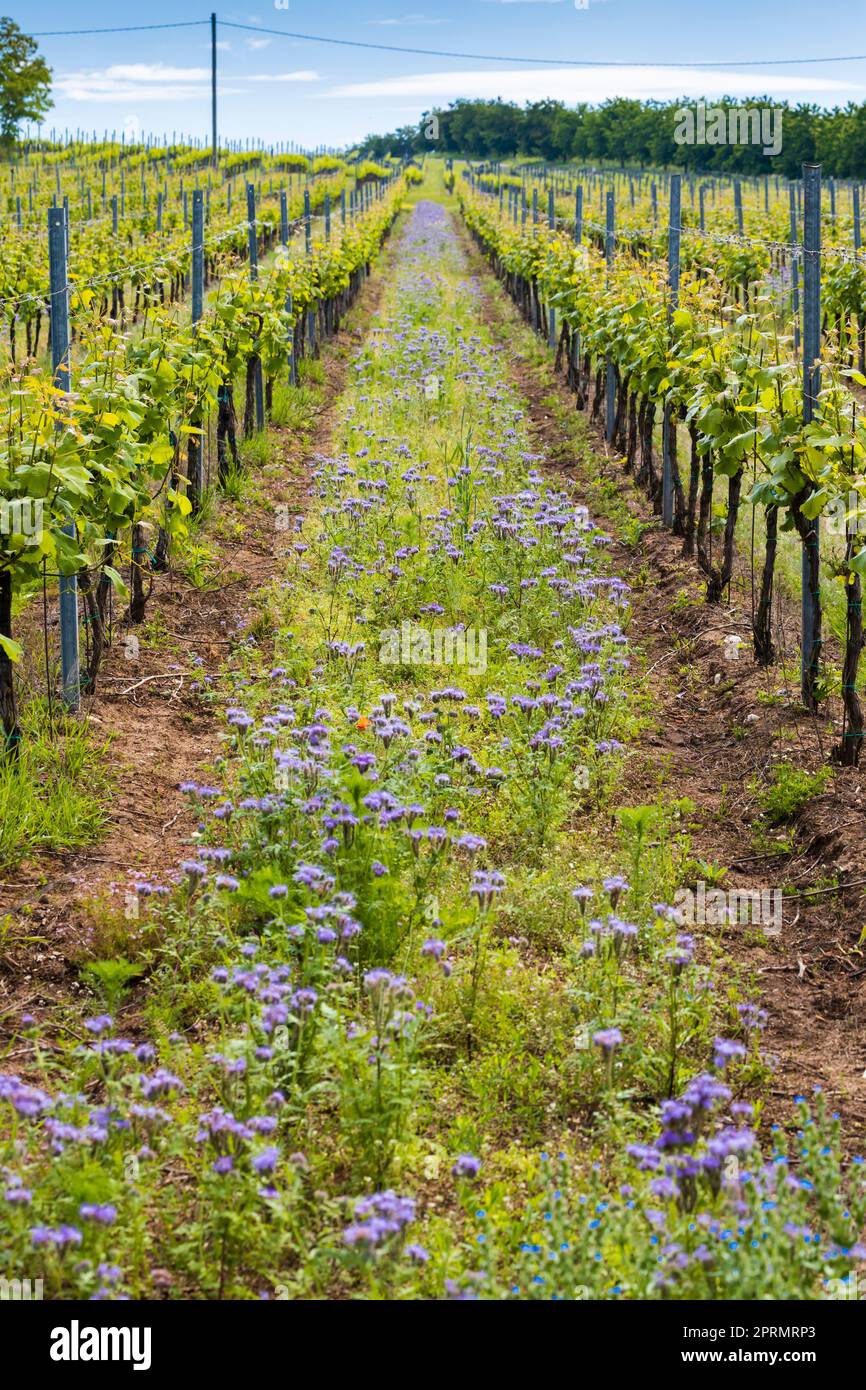 floral spacing in organic vineyard, Moravia, Czech Republic Stock Photo ...