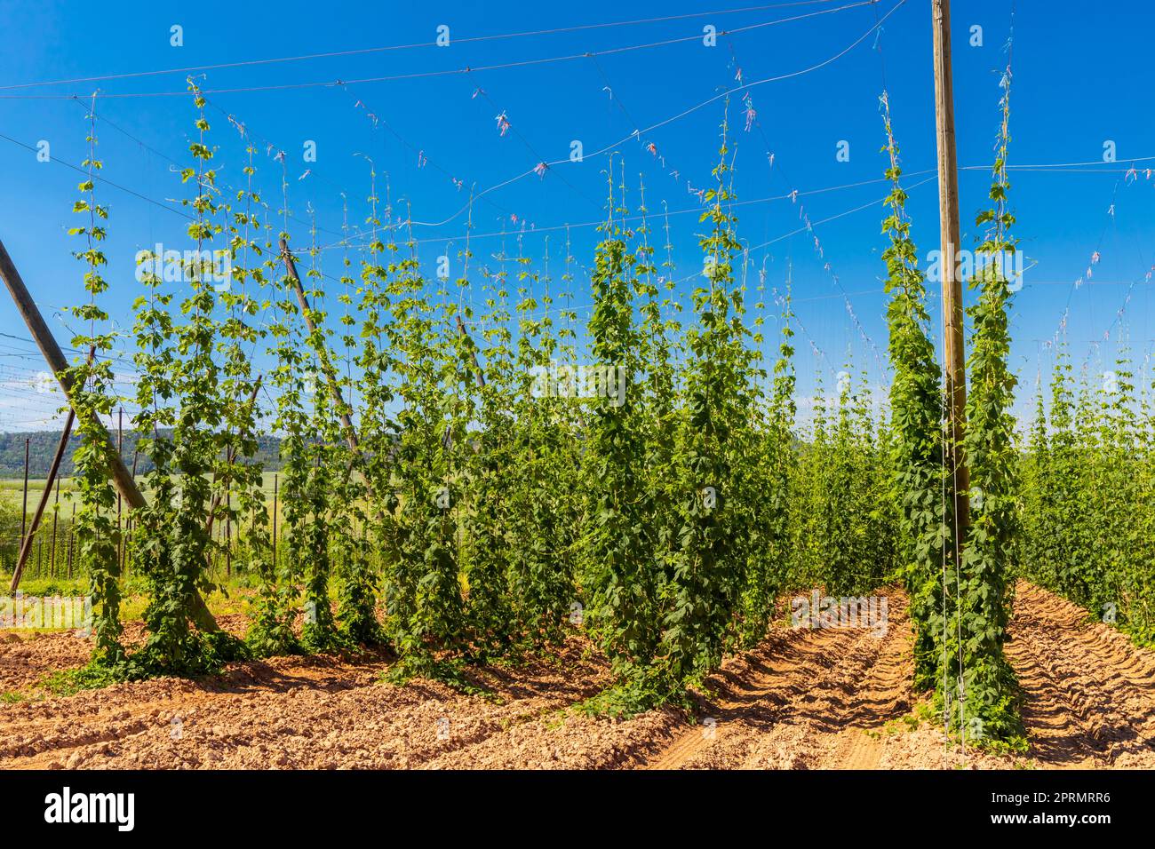 Hop field in Zatec region, Czech Republic Stock Photo - Alamy