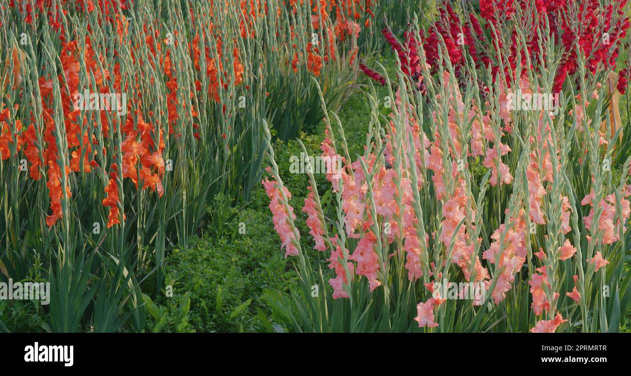 Red gladiolus flower farm with sunlight Stock Photo - Alamy