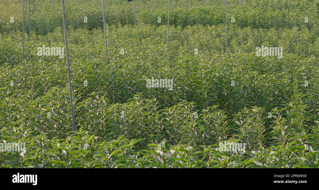 Lily farm without flower under sunlight in countryside Stock Photo - Alamy