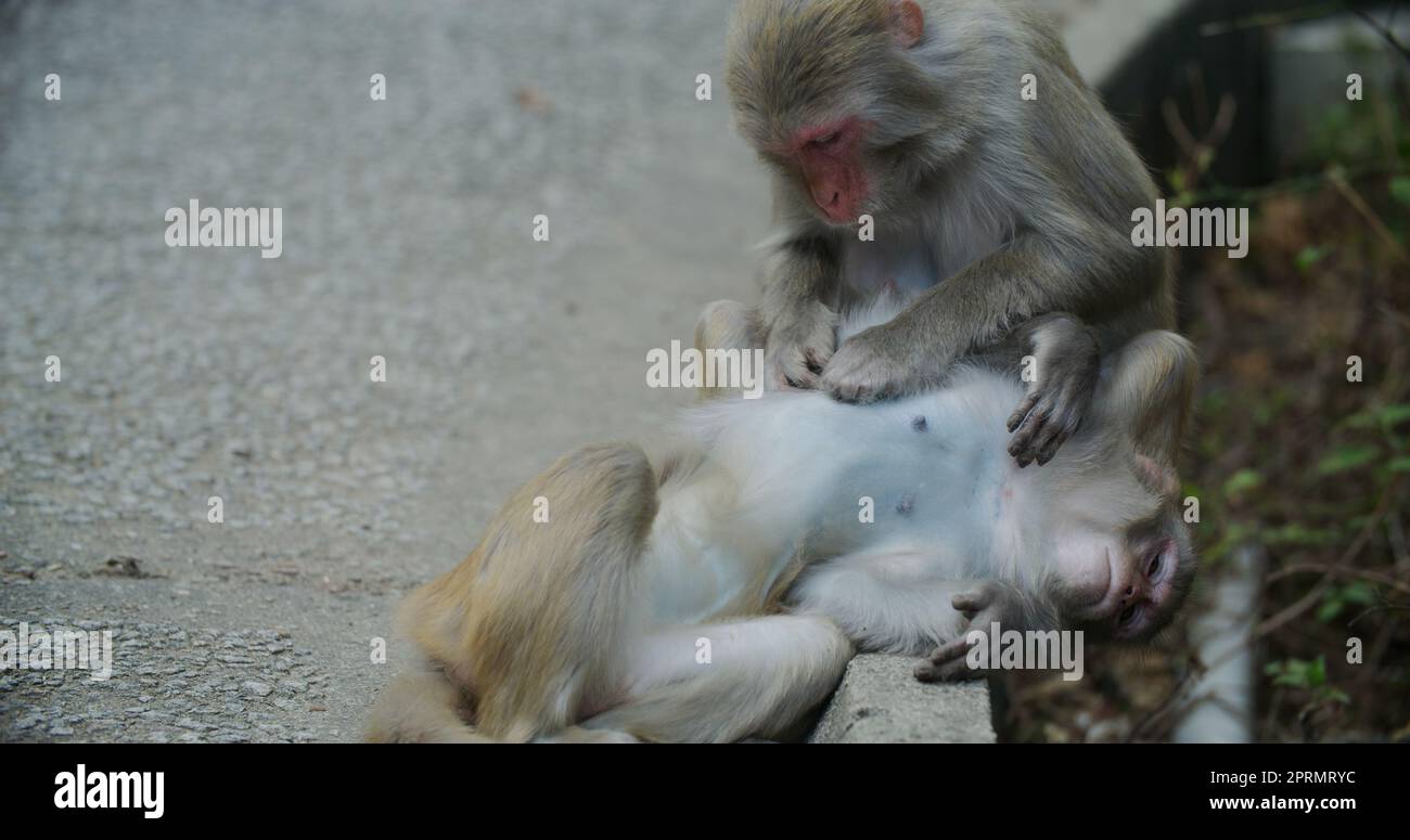 Monkey delousing with other monkey Stock Photo - Alamy