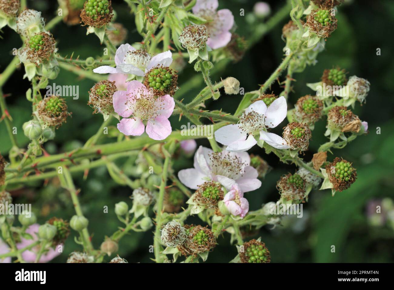 Pale pink bramble, Rubus fruticosus, flowers in close up with ripening ...