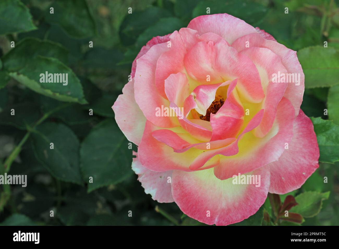 Centre rose flower hi-res stock photography and images - Alamy