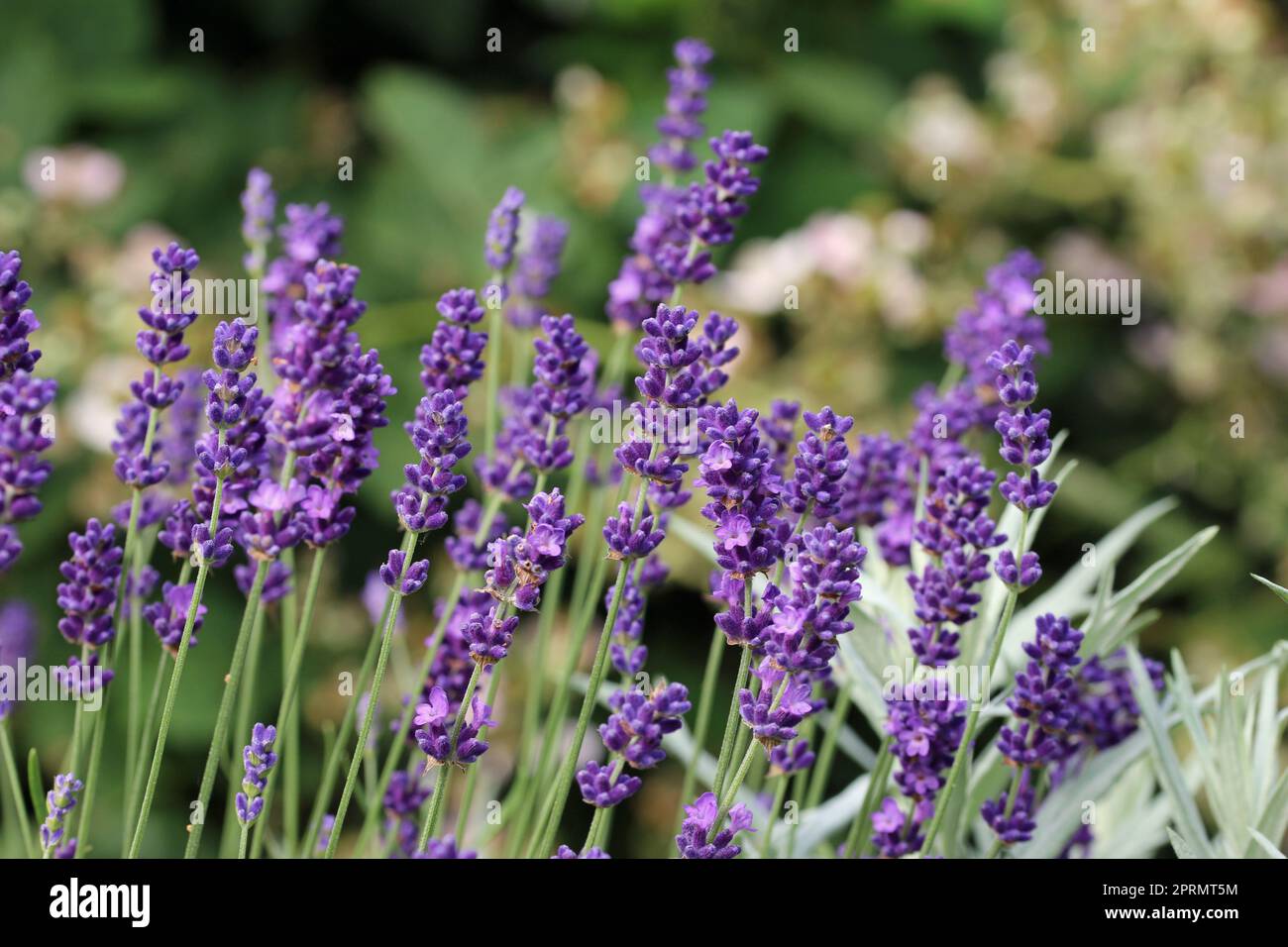 Close up lavender in hi-res stock photography and images - Alamy