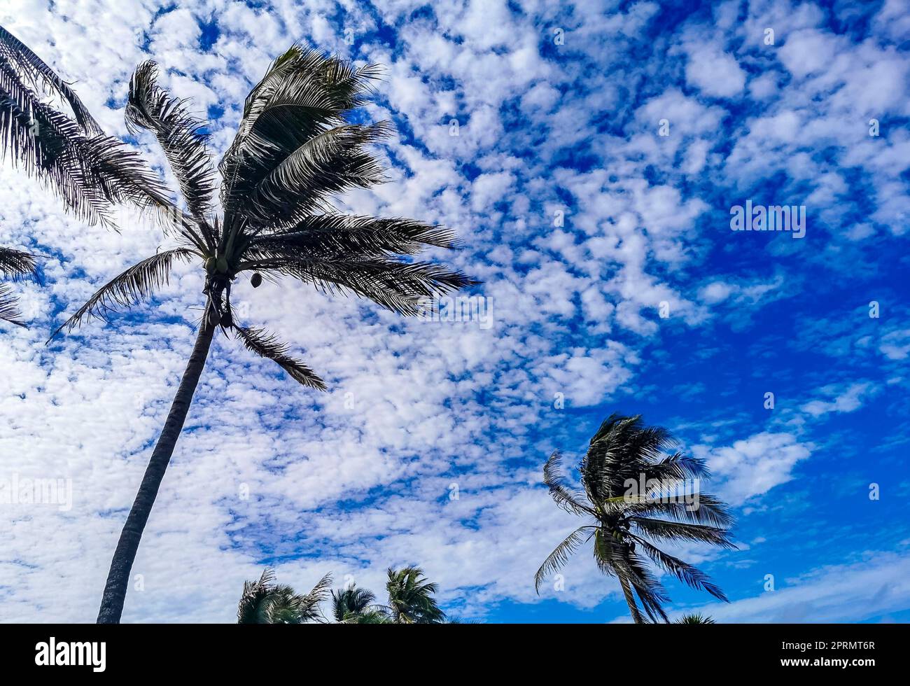 Blue sky tropical palm trees hi-res stock photography and images - Alamy