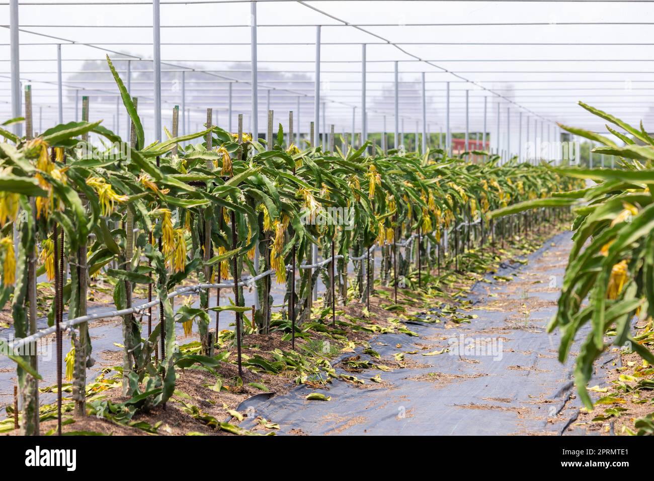 Dragon fruit field in green house Stock Photo - Alamy