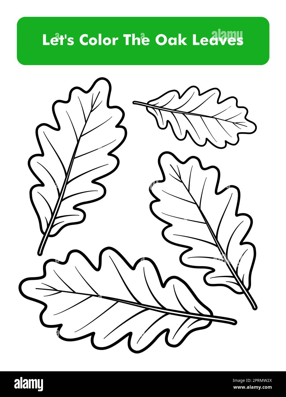 Oak Leaves Coloring Book Page In Letter Page Size. Children Coloring ...