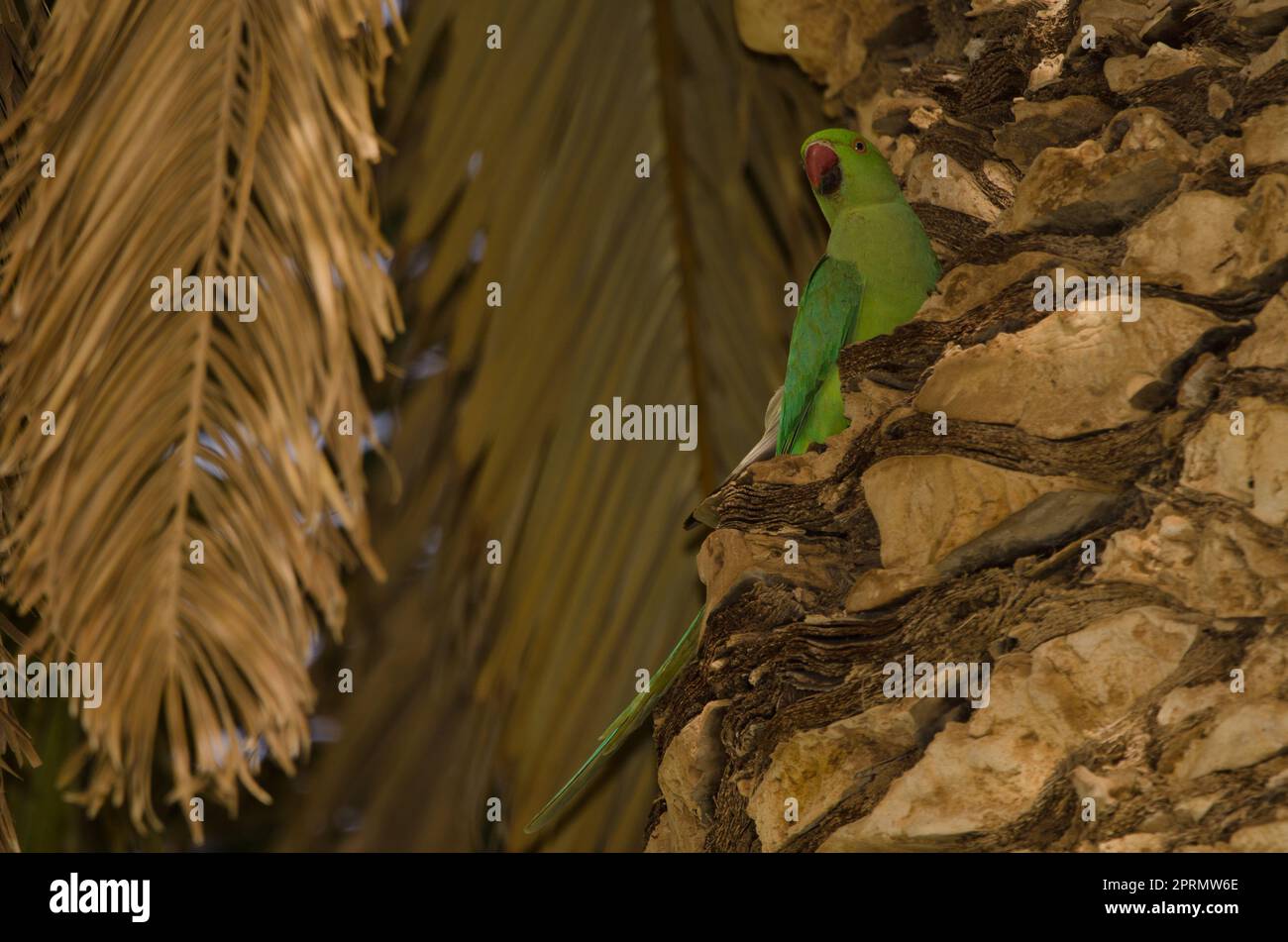 Bird birds female parakeet hi-res stock photography and images - Alamy