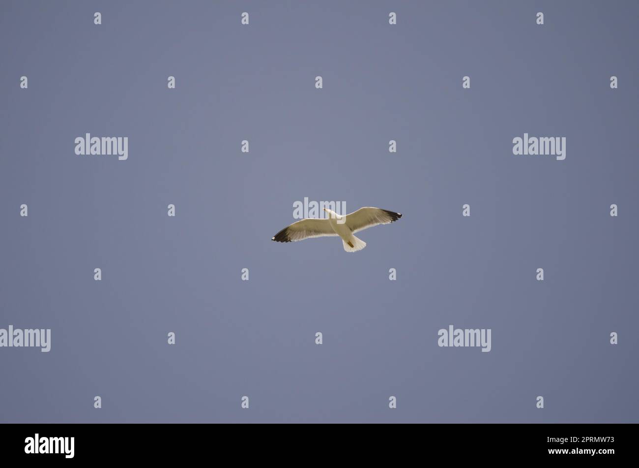 Atlantic gull hi-res stock photography and images - Alamy