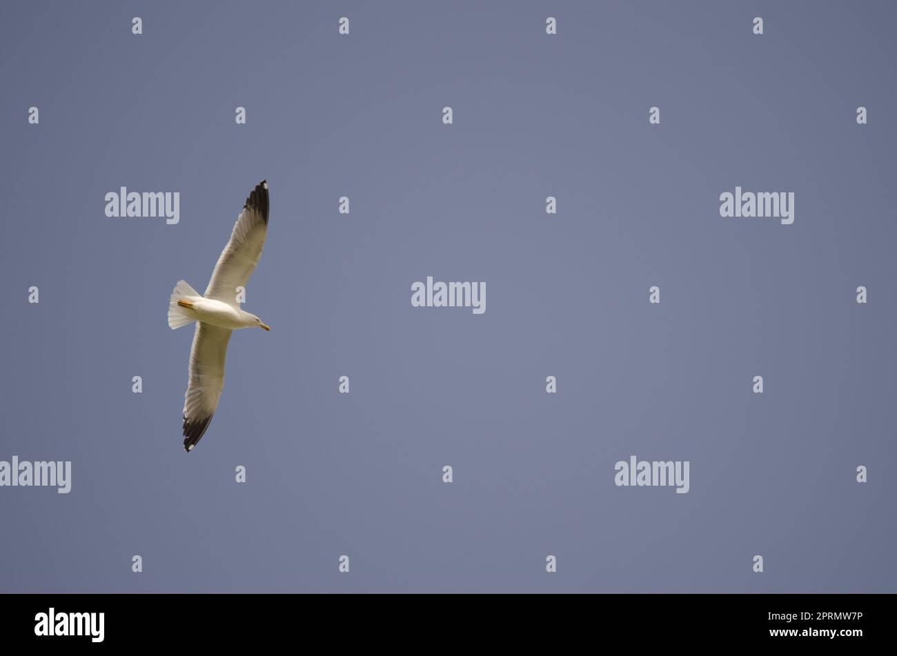 Atlantic biodiversity hi-res stock photography and images - Alamy