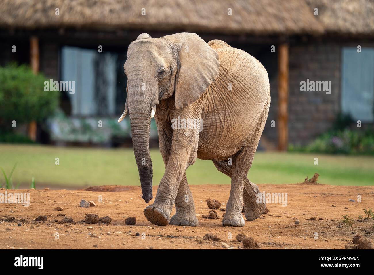 African bush elephant ambling past safari lodge Stock Photo - Alamy