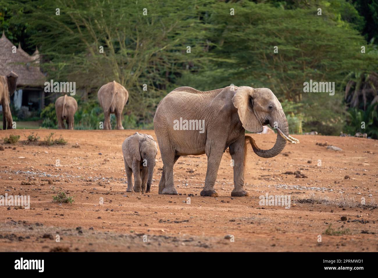 African bush elephant and calf outside lodge Stock Photo - Alamy