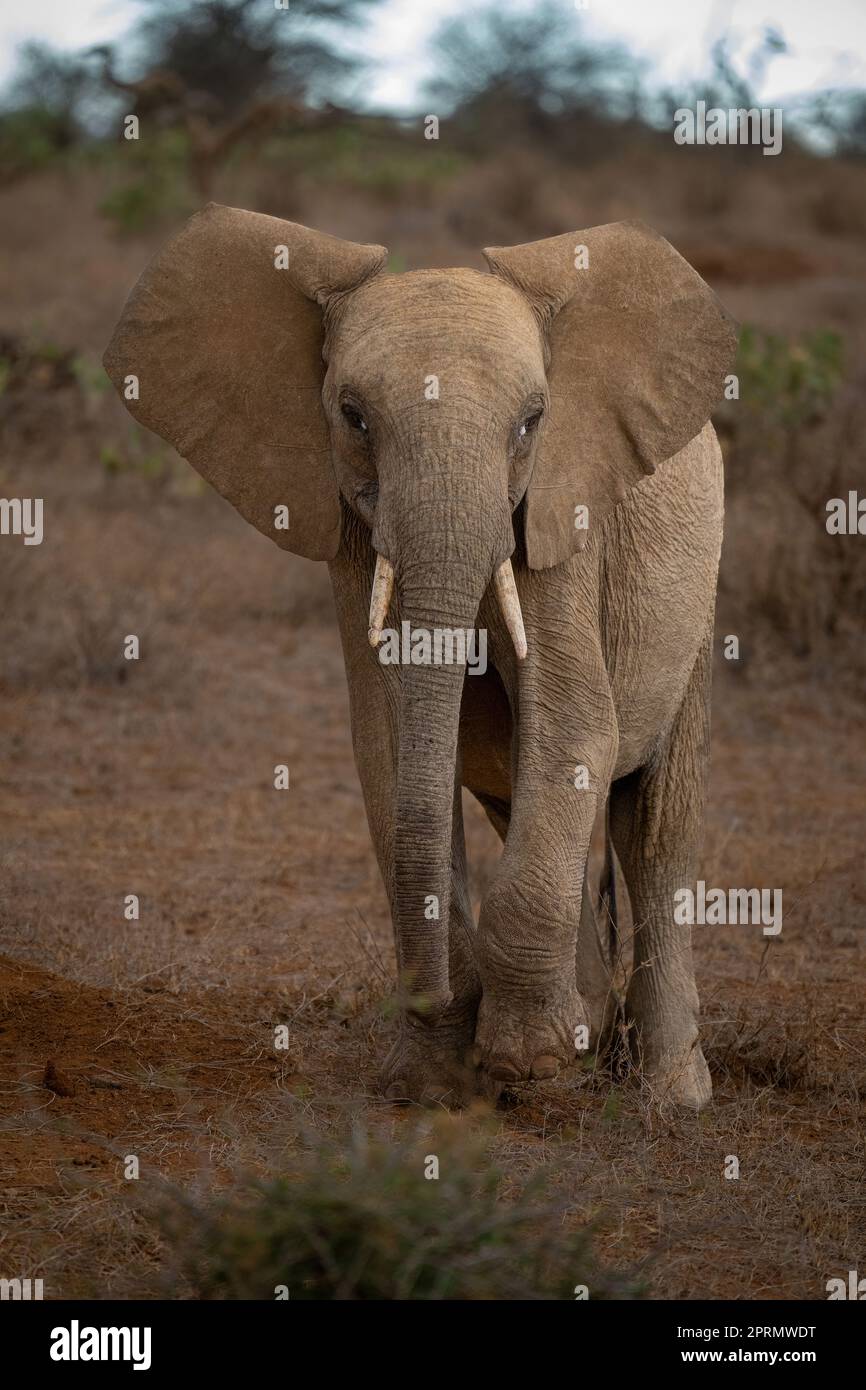 African bush elephant approaches camera raising foot Stock Photo - Alamy