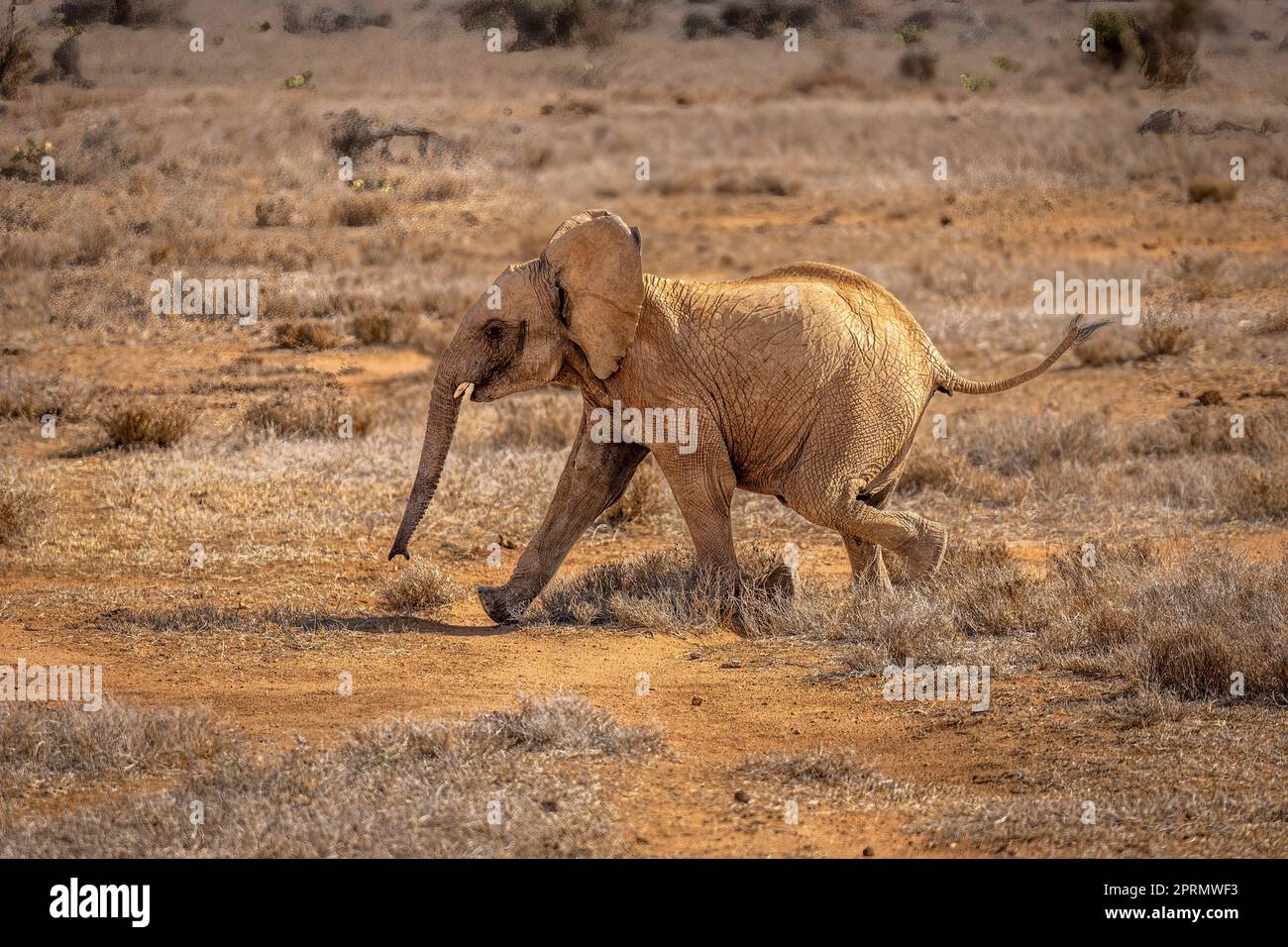 African bush elephant gallops across sunny savannah Stock Photo - Alamy