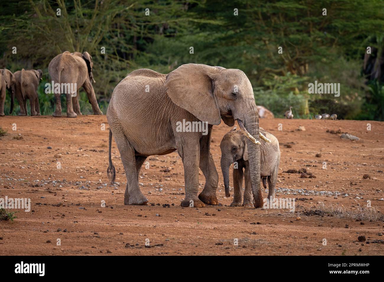 African bush elephant stands beside her calf Stock Photo - Alamy