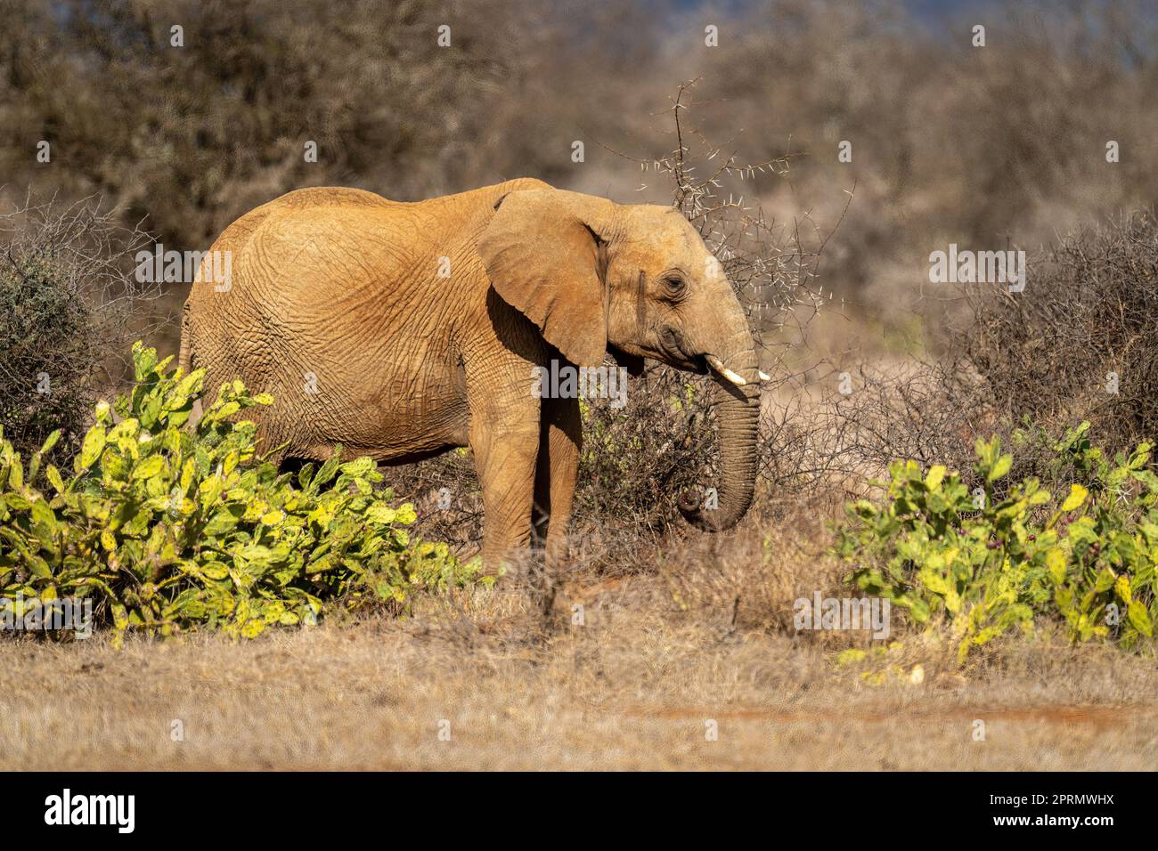 Two african bush elephant hi-res stock photography and images - Alamy
