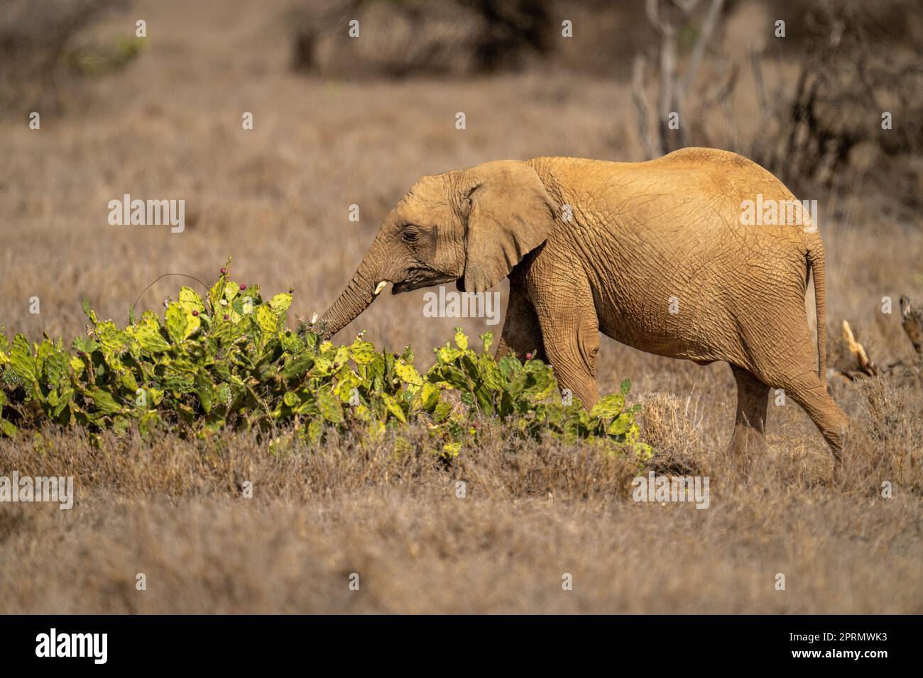 African bush elephant feeding hi-res stock photography and images - Alamy