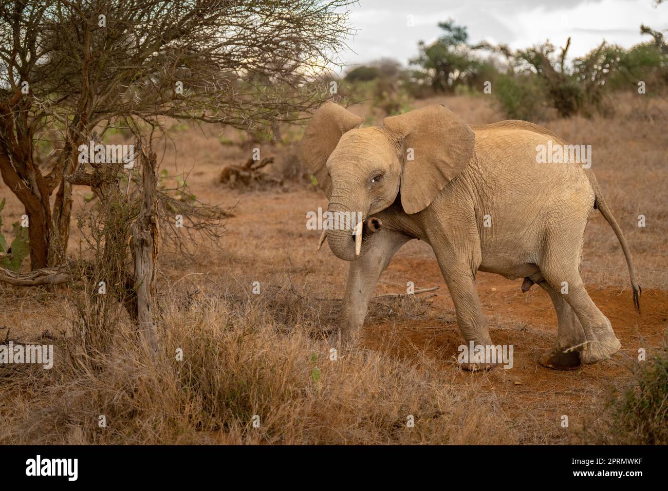 African bush elephant stands warily by tree Stock Photo - Alamy