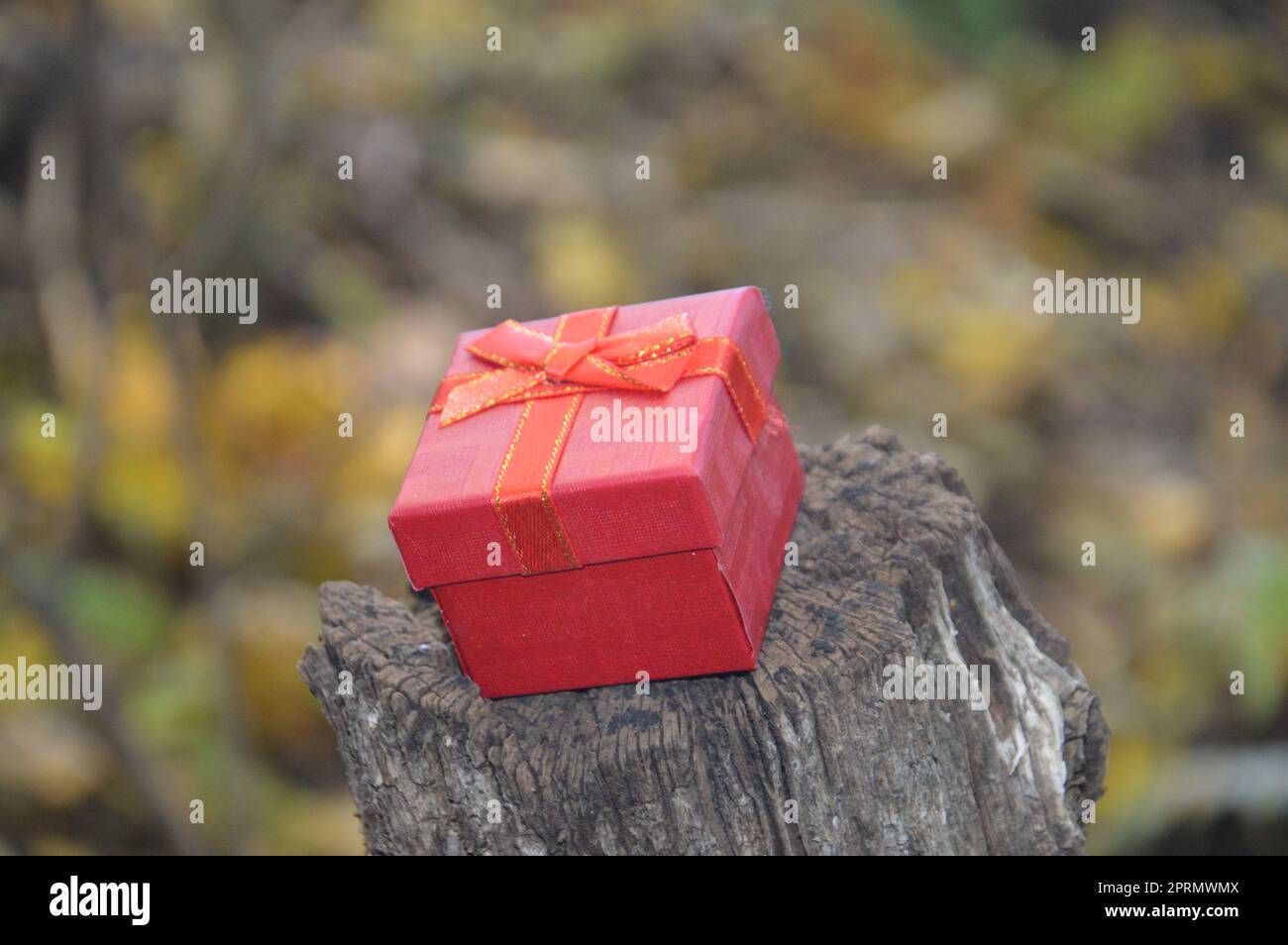 Small red gift box in a the forest Stock Photo - Alamy