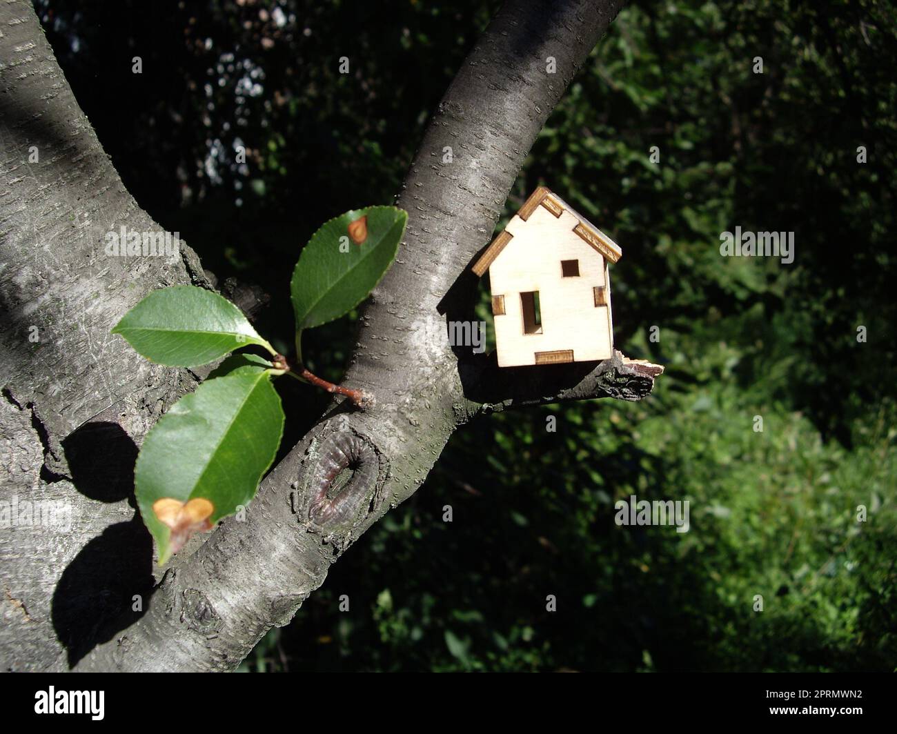 Wooden house on a the tree branch Stock Photo - Alamy
