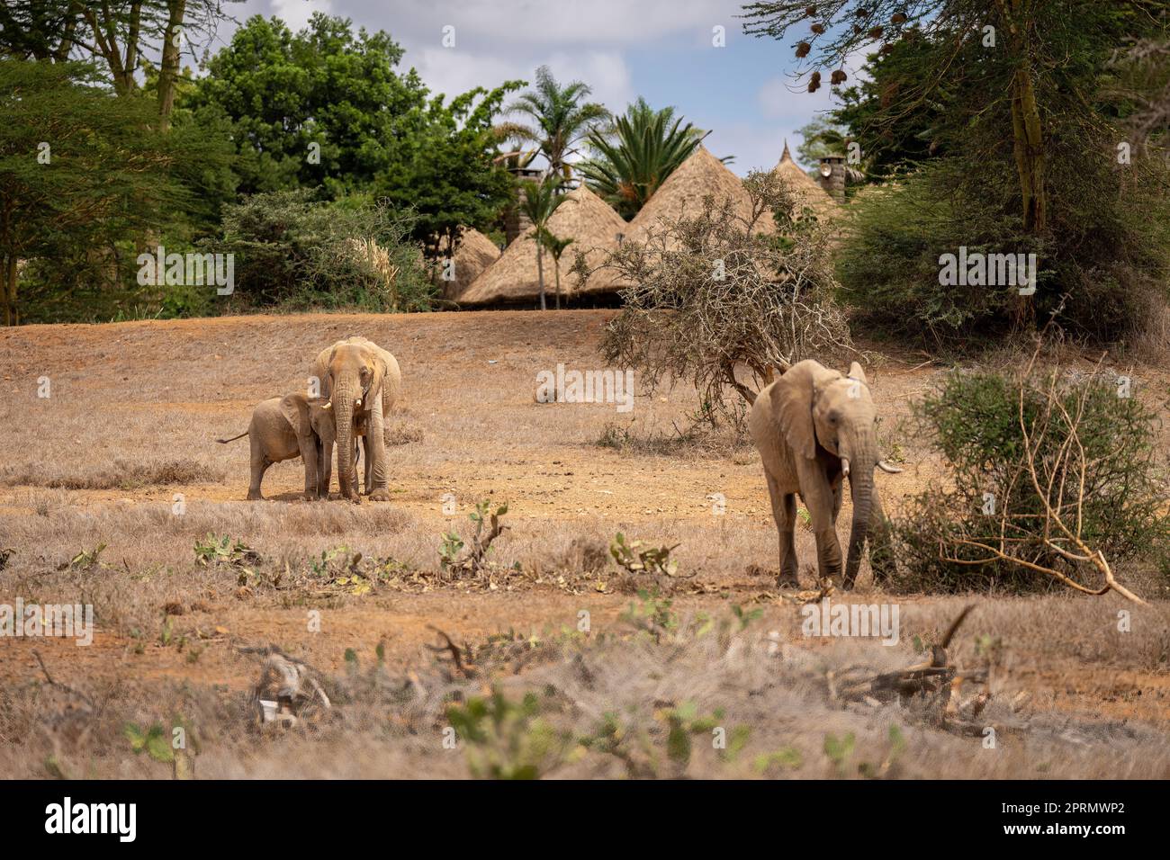 African bush elephants stand near safari lodge Stock Photo - Alamy