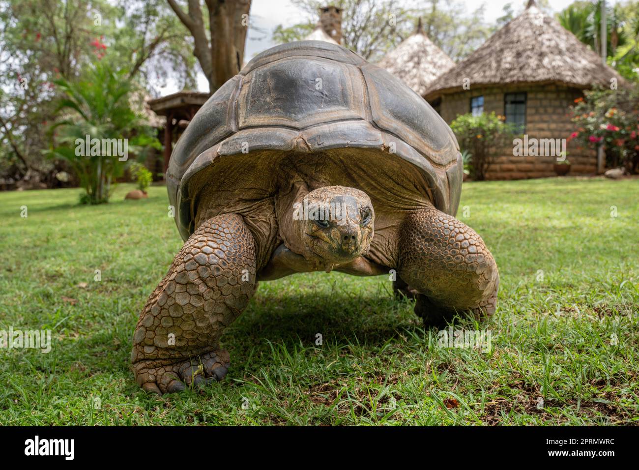 Savanna lodge hi-res stock photography and images - Alamy