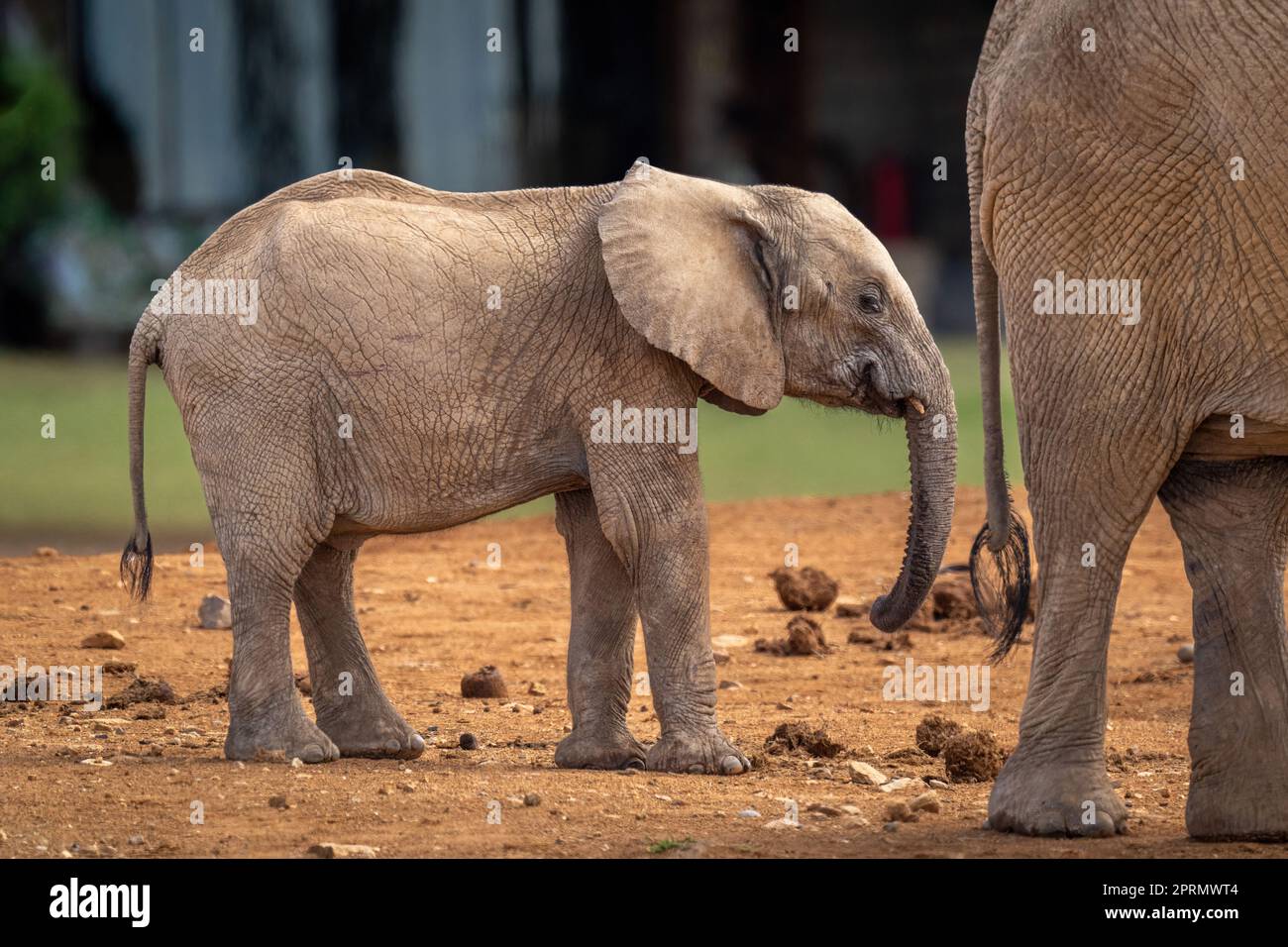 Baby African bush elephant stands behind mother Stock Photo - Alamy