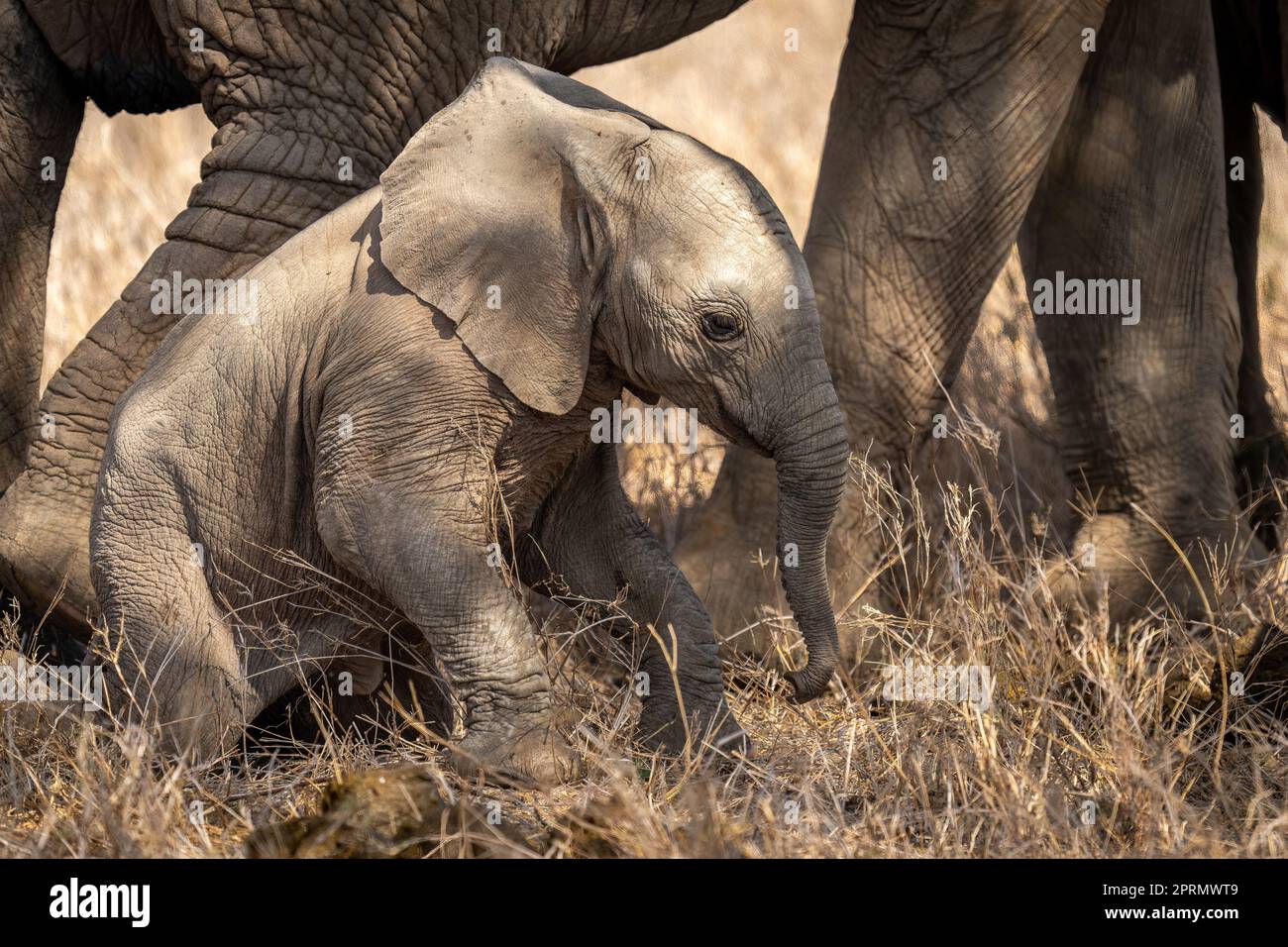 African bush baby elephant hi-res stock photography and images - Alamy