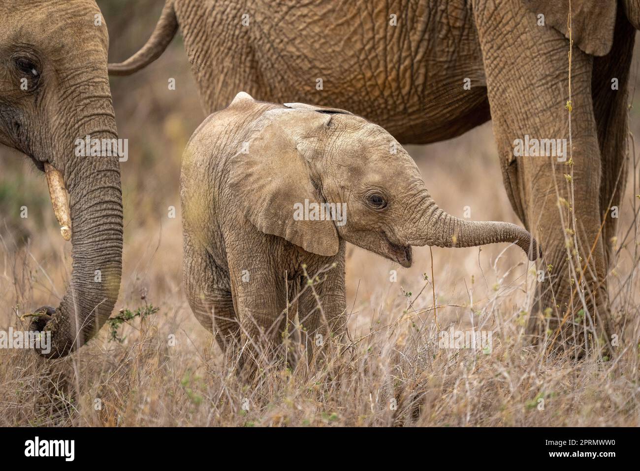 Baby African bush elephant stands swinging trunk Stock Photo - Alamy