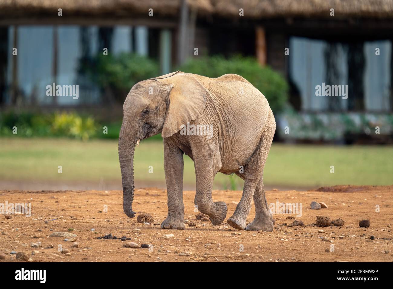 African elephant baby walking hi-res stock photography and images - Alamy