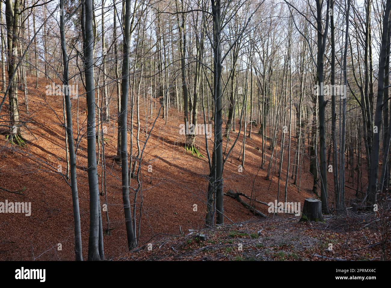 silver-beech tree trunks against the dry leaves Stock Photo - Alamy