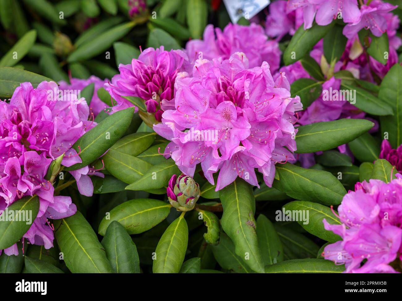 Beautiful blooming pink azalea flowers in garden Stock Photo - Alamy
