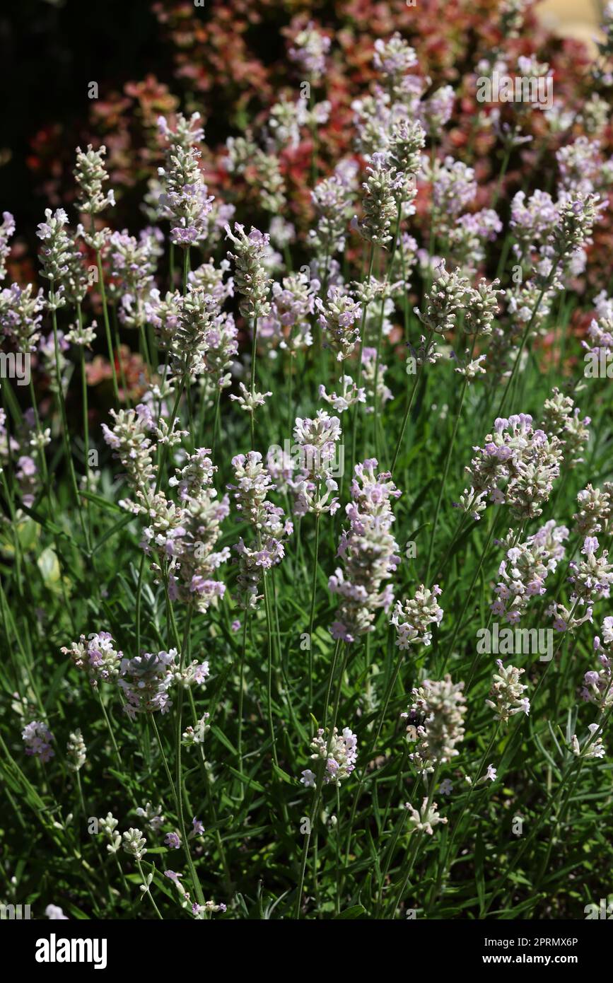 Lavender blooming lavandula angustifolia lavandula hi-res stock ...