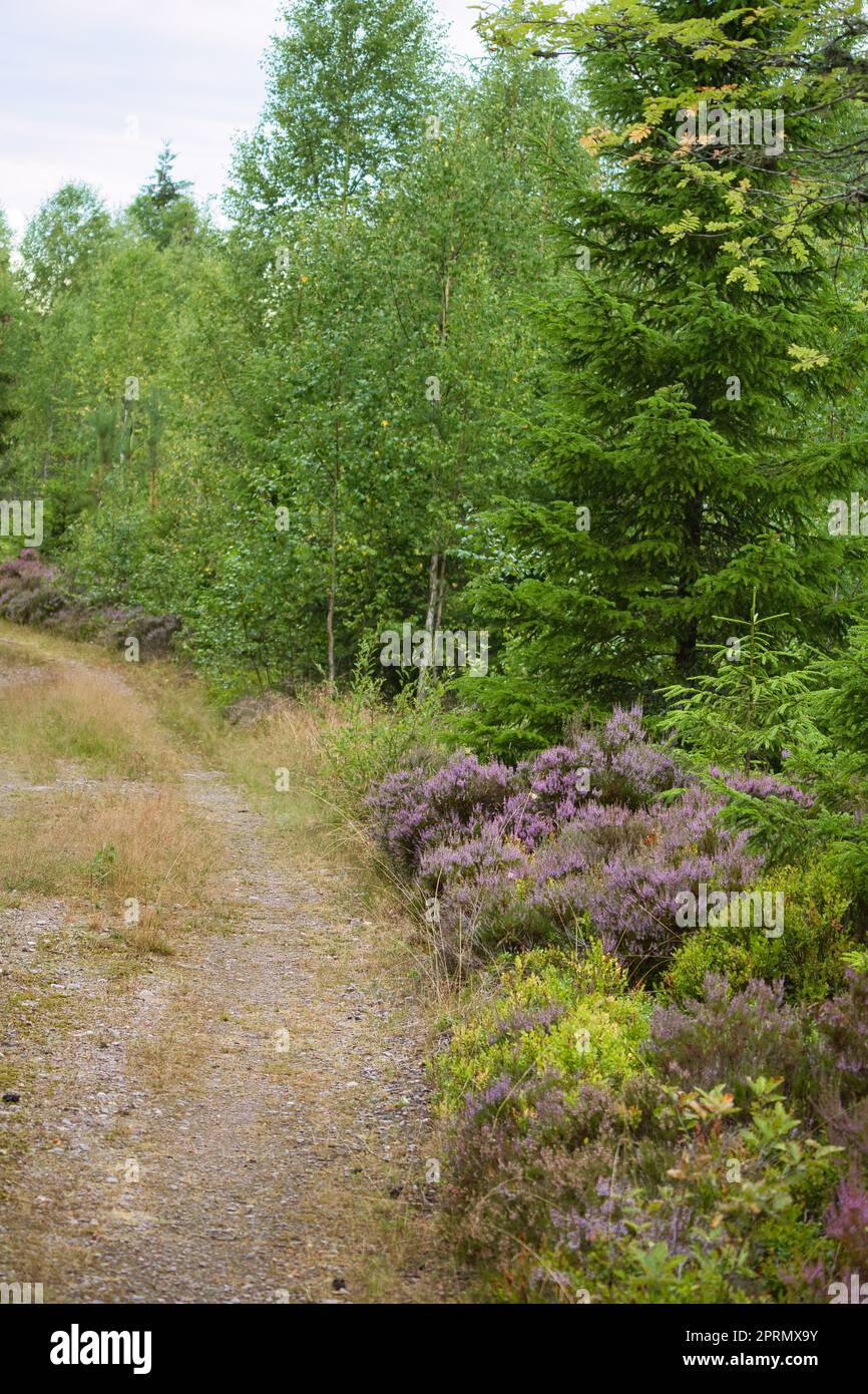 Walk through pine forest on hi-res stock photography and images - Alamy