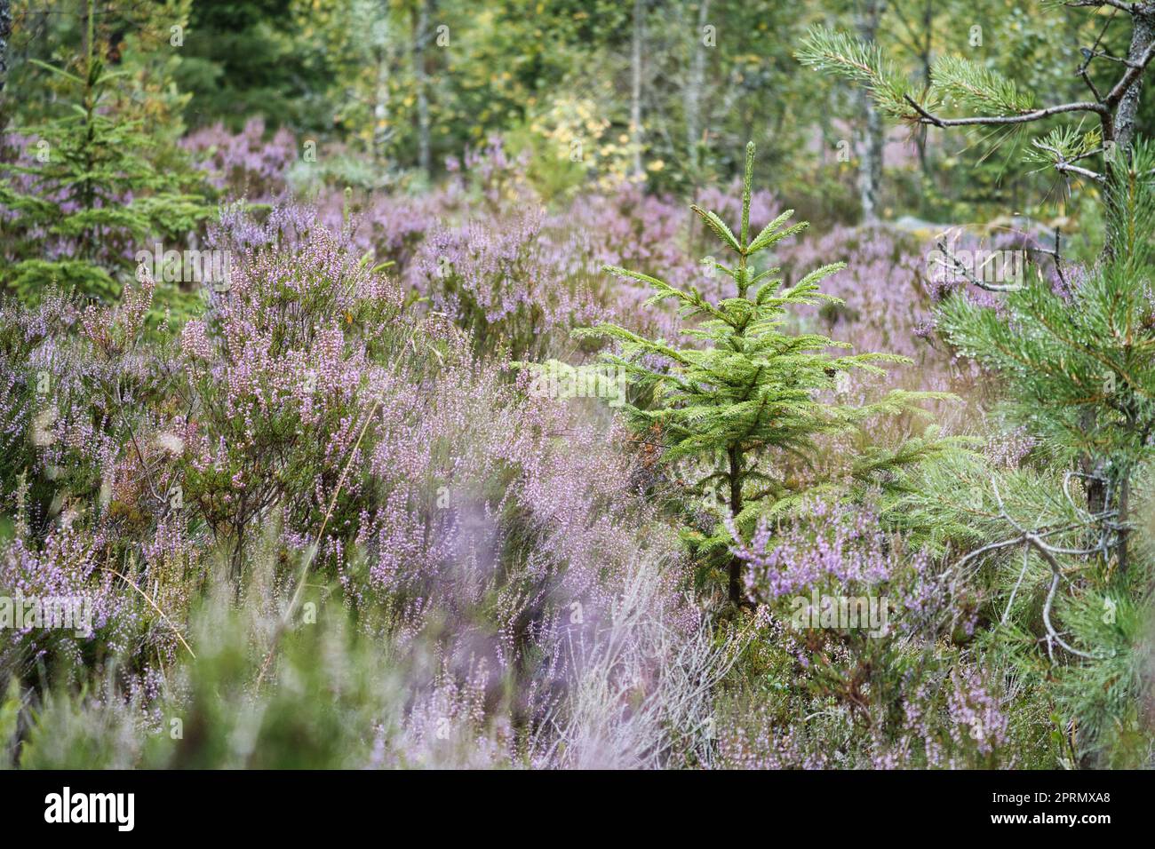 Heather field. Branches with fine filigree purple flowers. Dreamy in ...