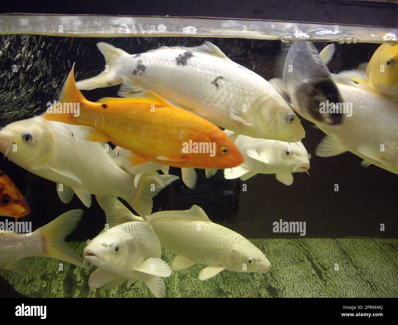 Large fish swim in a the transparent aquarium Stock Photo - Alamy