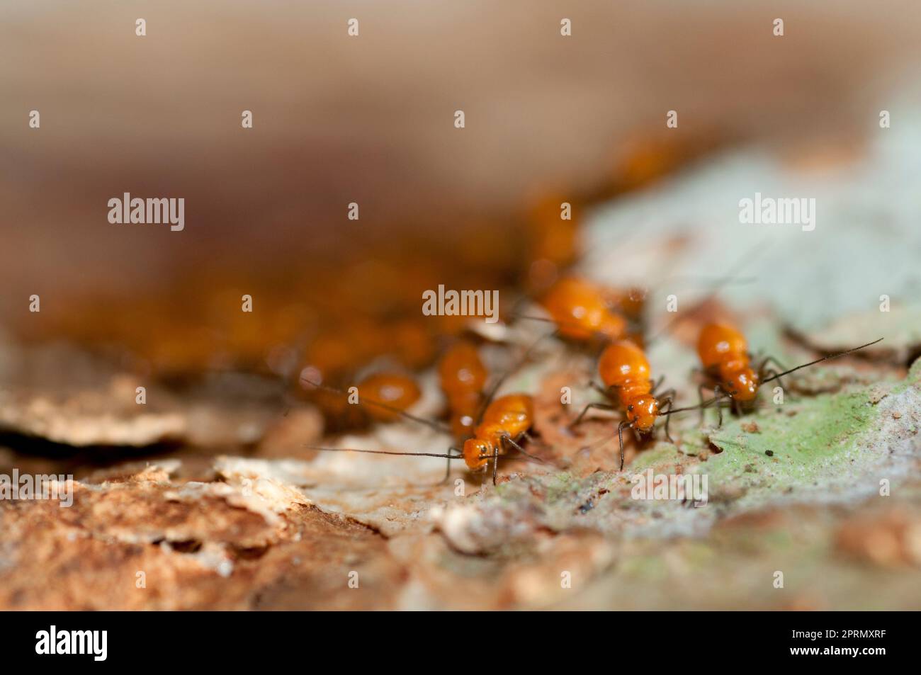 Bark Lice, Psocoptera Order, on tree bark, Klungkung, Bali, Indonesia ...