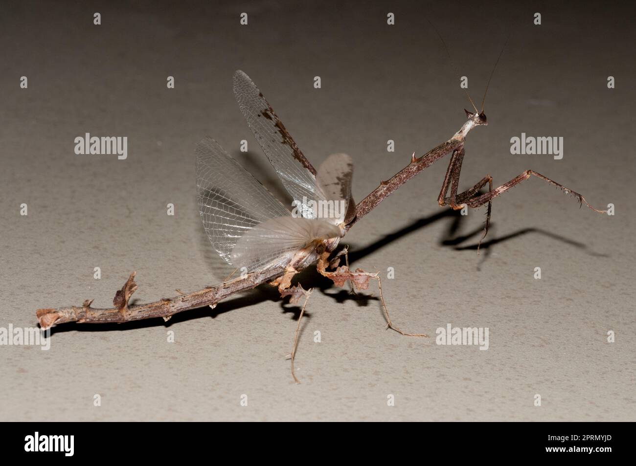 Praying Mantis, Paratoxodera sp, camouflaged as a stick with wings ...