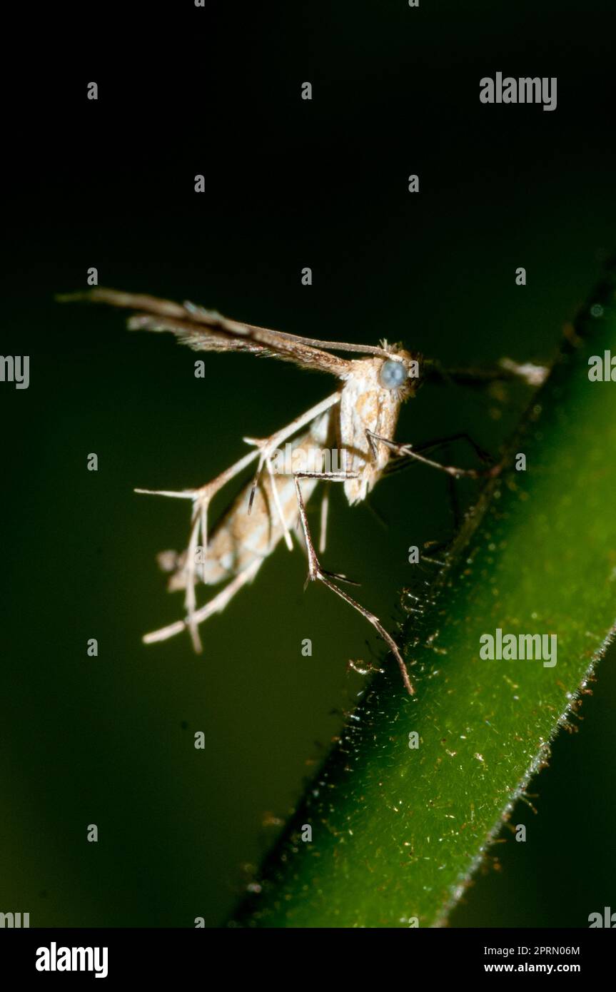 Plume Moth, Sphenarches zanclistes, with unusual wing shape, Klungkung ...