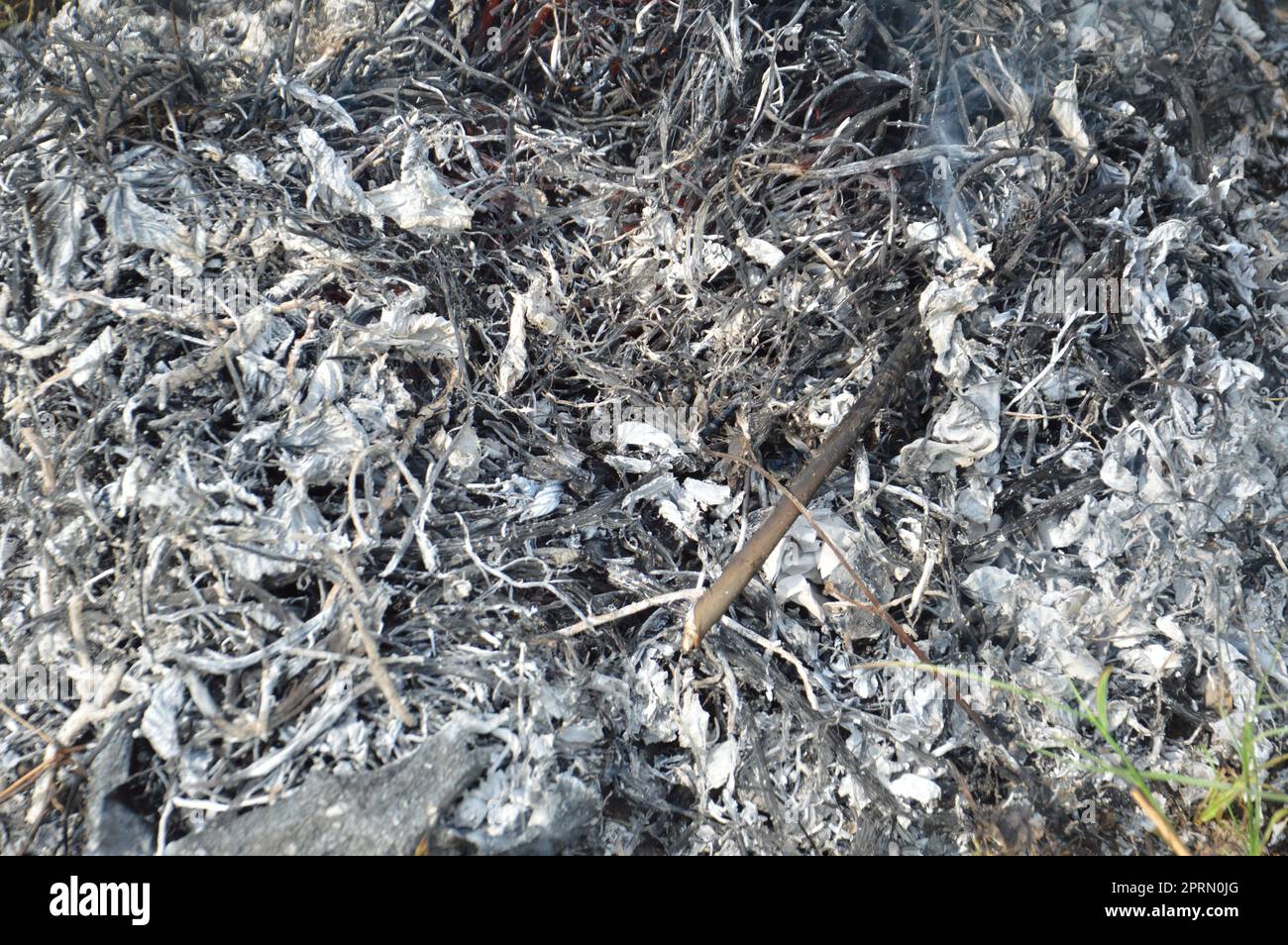 A bonfire with dry plants is burning on a land plot with fire and a ...