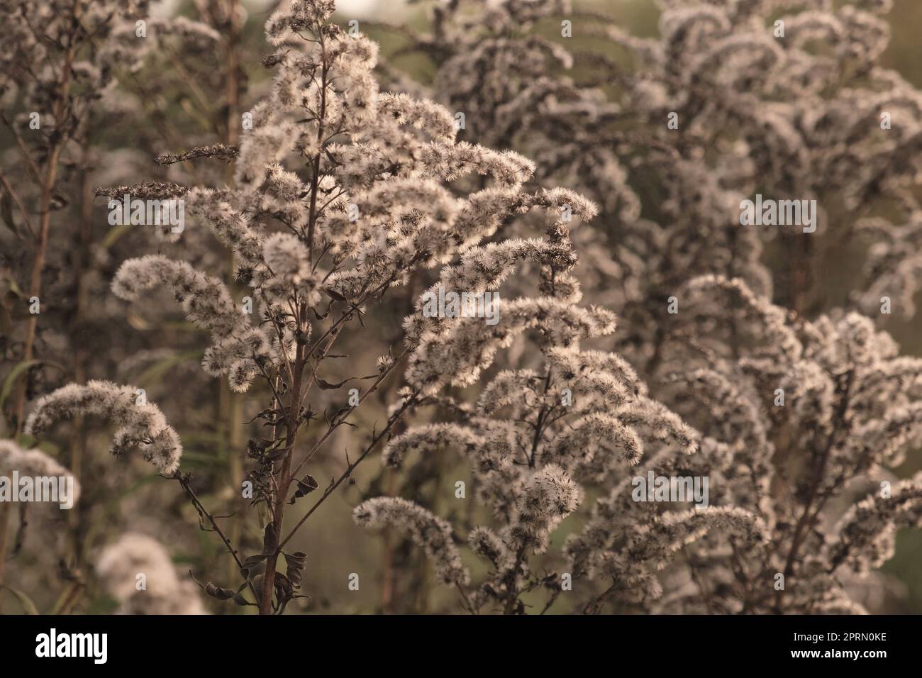Dry sedge grass in the wind. Pastel neutral colors. Earth tones ...