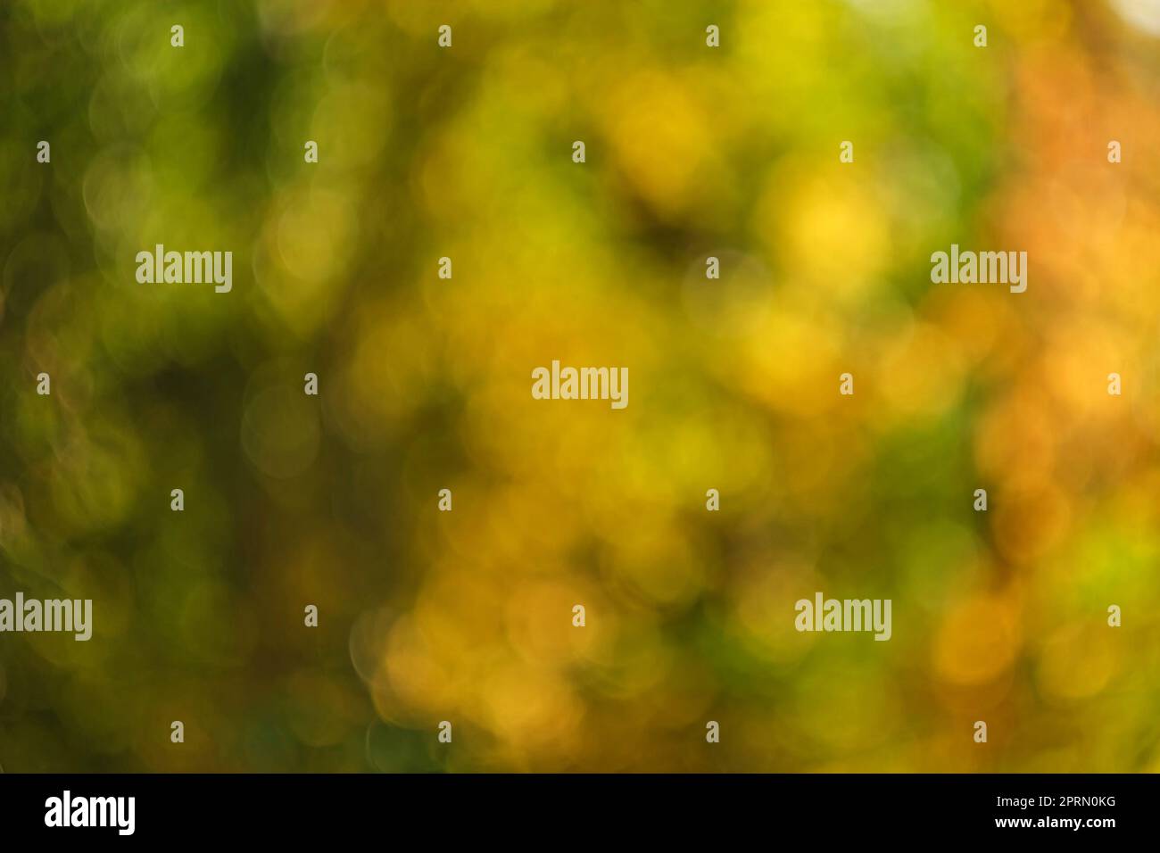 Fall blurred background. Defocused, Out of focus photo. Autumn nature ...